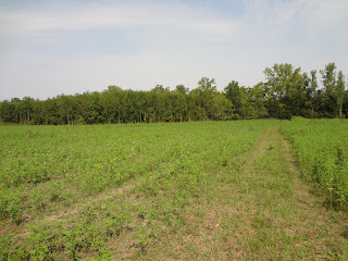 The ruminant goes mob grazing: Best practices