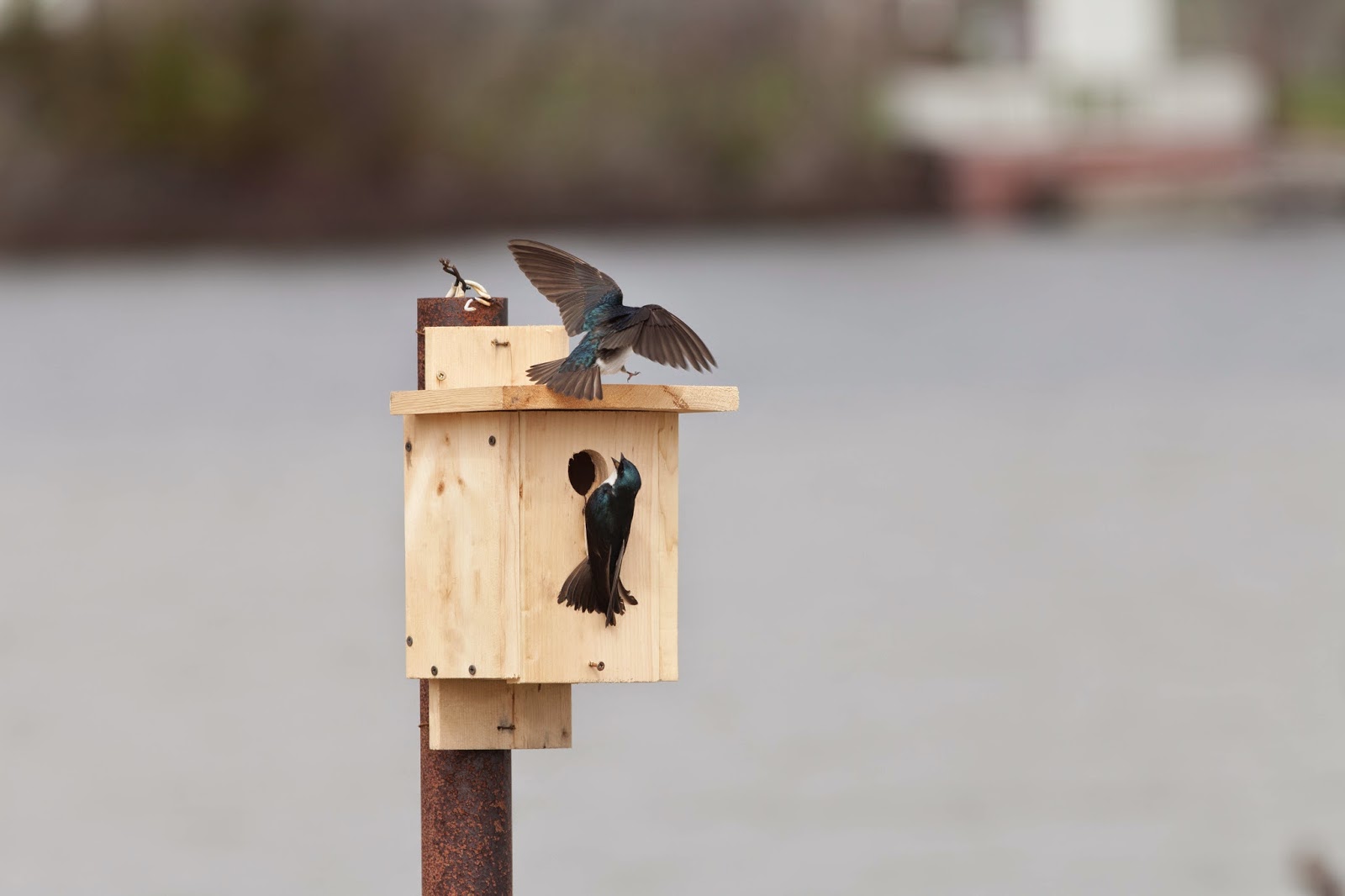 Newfoundland Nature Projects More On My Tree Swallow Nest Box Project