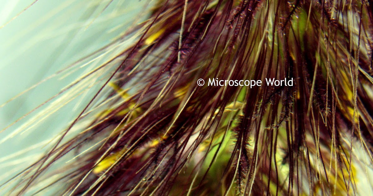 Cat Under Microscope My Life, Under The Microscope...: May 2008 - Cute ...