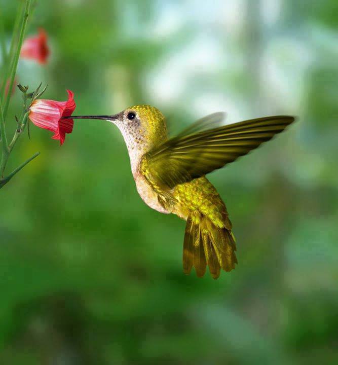 Article World : Golden Hummingbird
