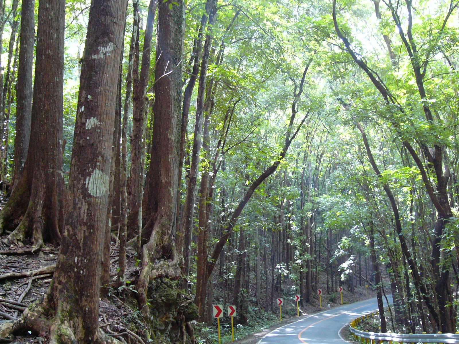EXPLORING THE PHILIPPINES: Bohol - A Remarkable Nature's Lover Province
