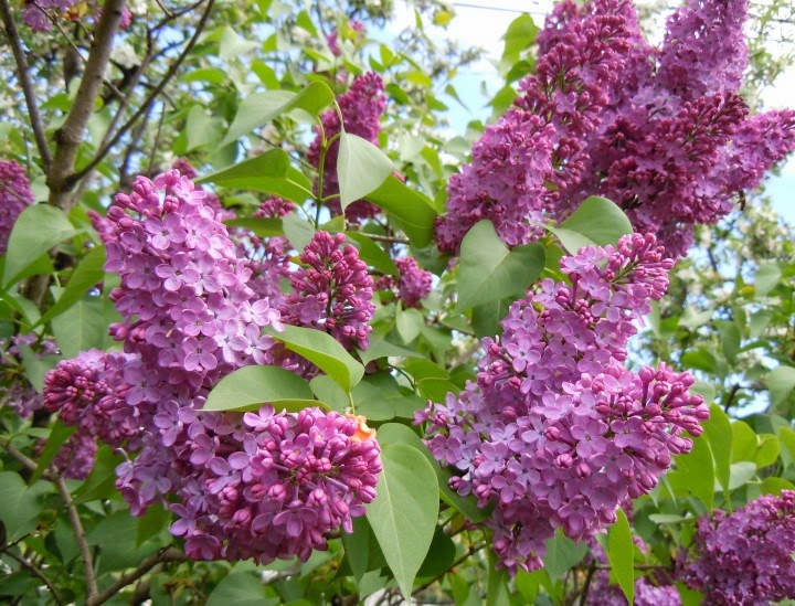 Sfaturi pentru o viata sanatoasa !!: Liliacul, plantă de leac cu parfum ...