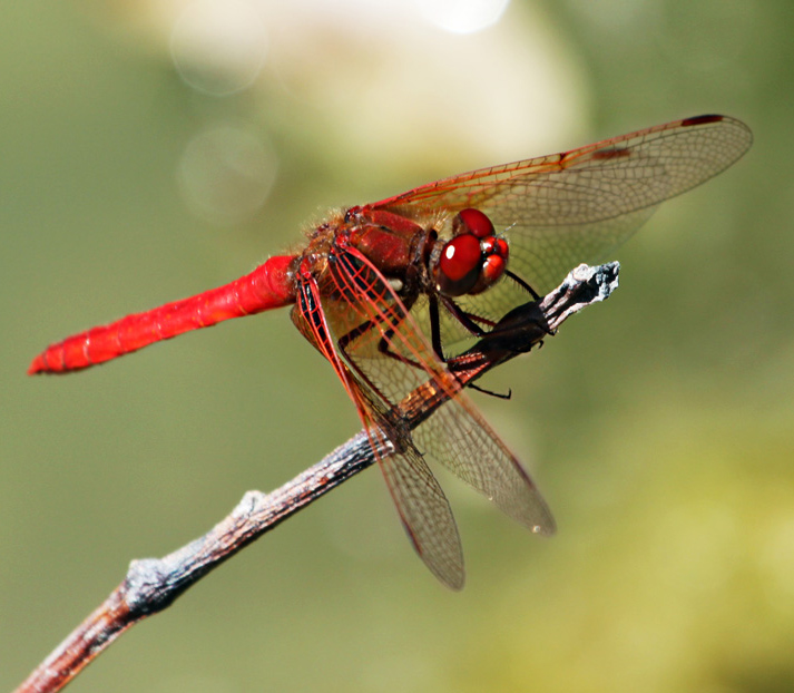 Jenis Capung Yang Sering Ditemui Disekitar Rumah | Nggone Ronan