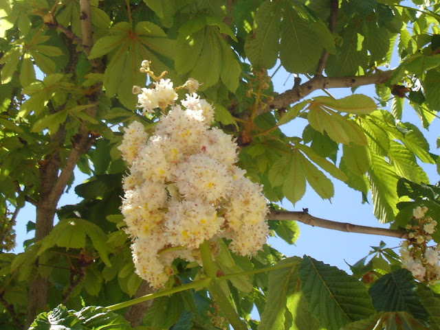 ARBRES: Castanyer d'India (Aesculus hippocastanum L.)