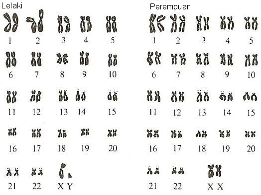 My Share Learning Content: 3.3 Penentuan Jantina Anak dan Kejadia Anak ...