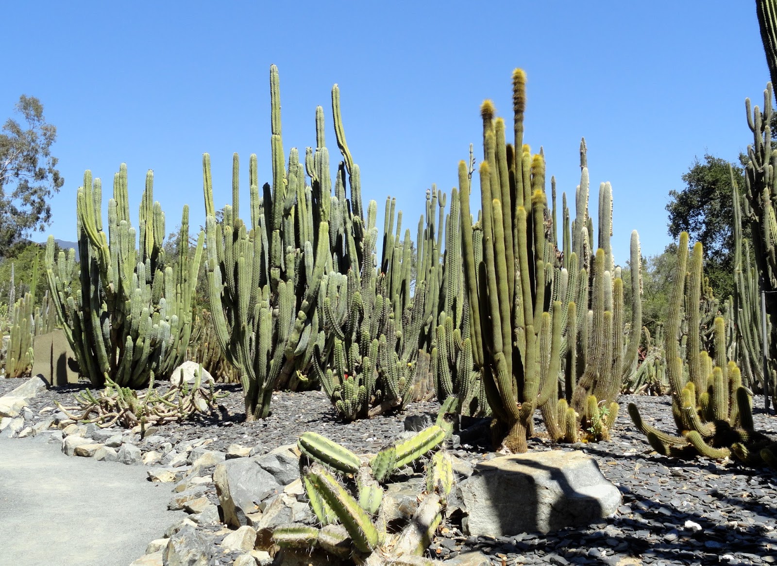 danger garden: Lotusland — Cactus!