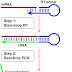 microRNA-gene regulation: siRNA vs miRNA