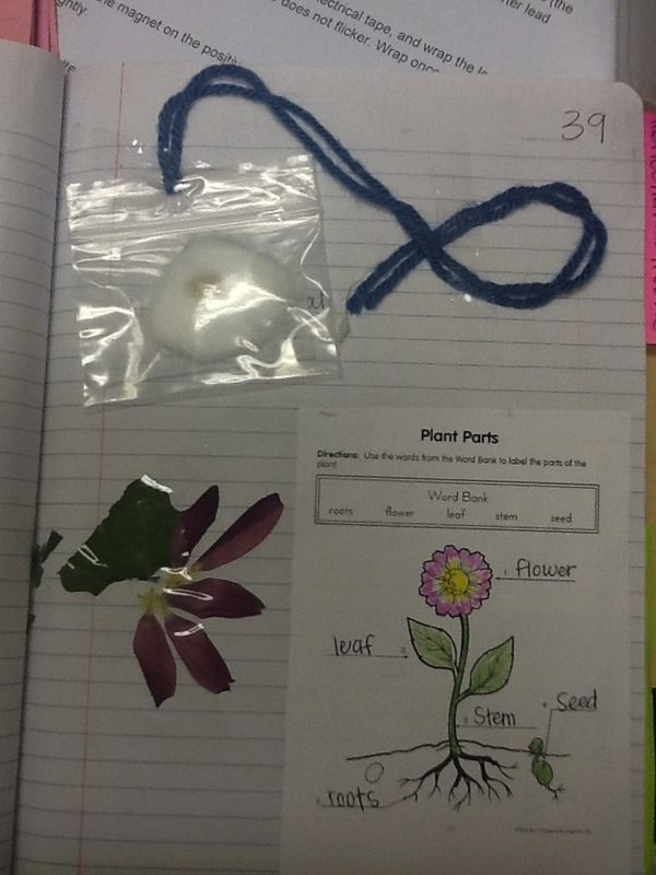 You Oughta Know About Setting Up and Organizing Interactive Notebooks ...