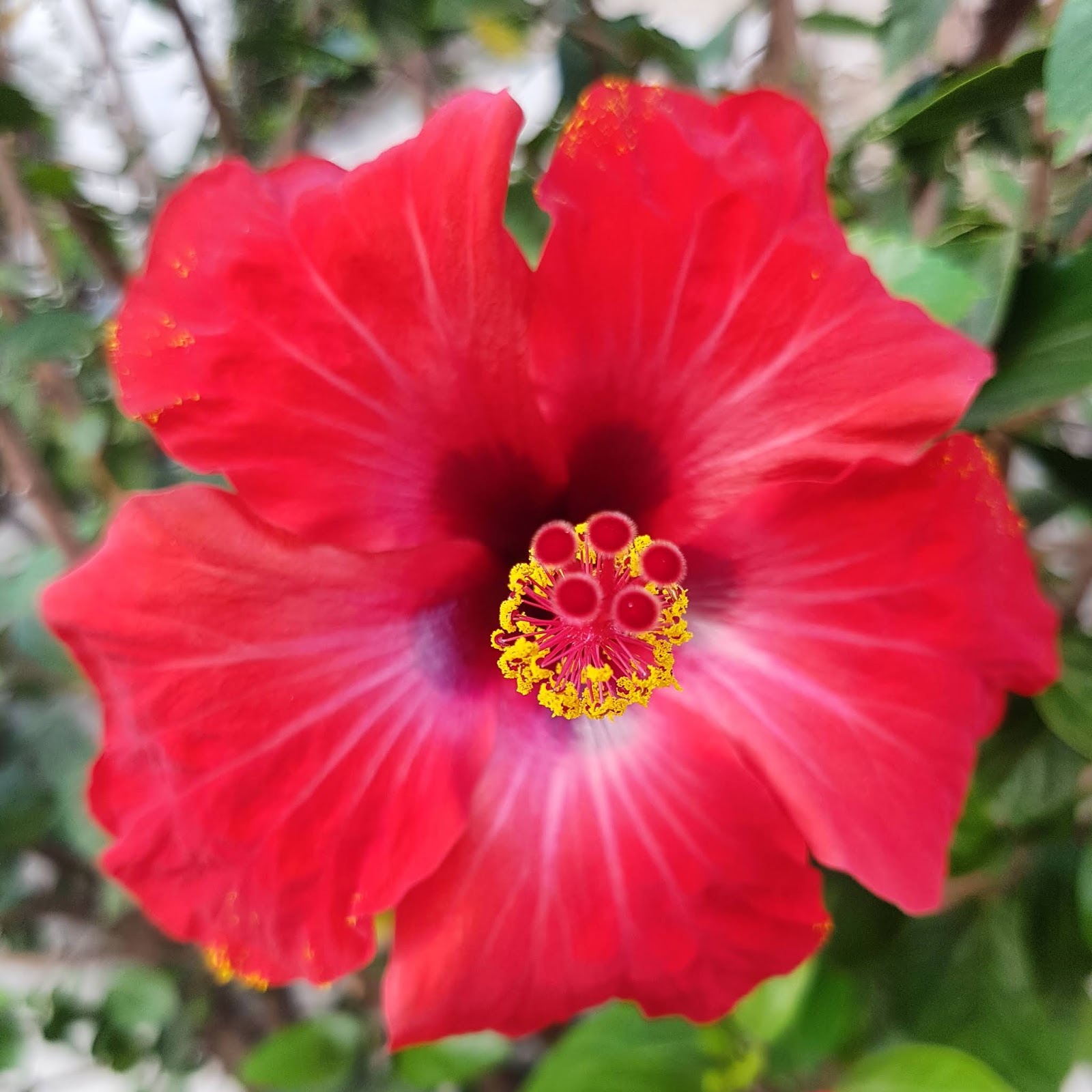 FOTOS PECOSAS: FLORES I