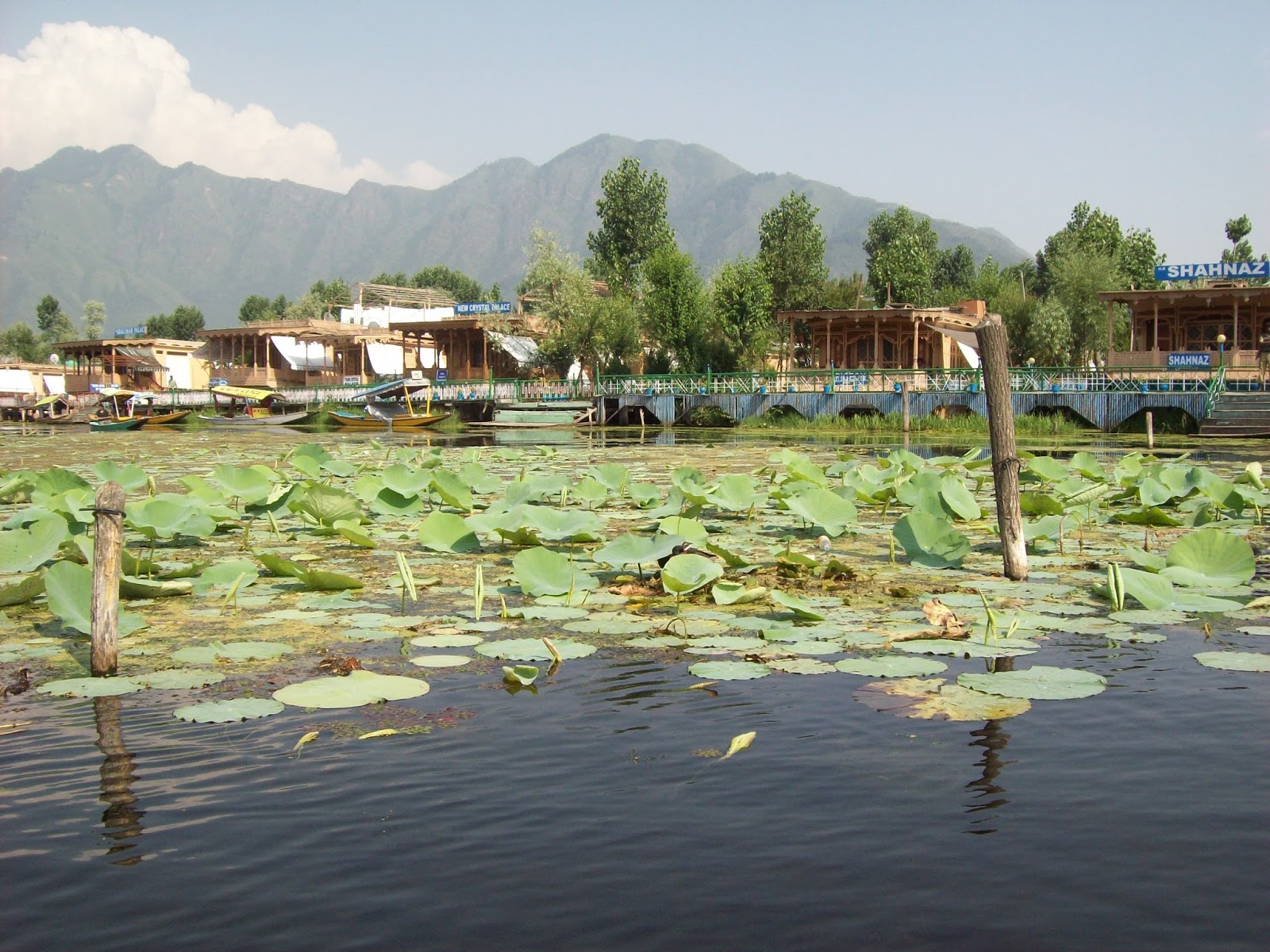 CHINAR SHADE : KASHMIR AND LOTUS ( PLANT, FLOWER AND SEEDS )