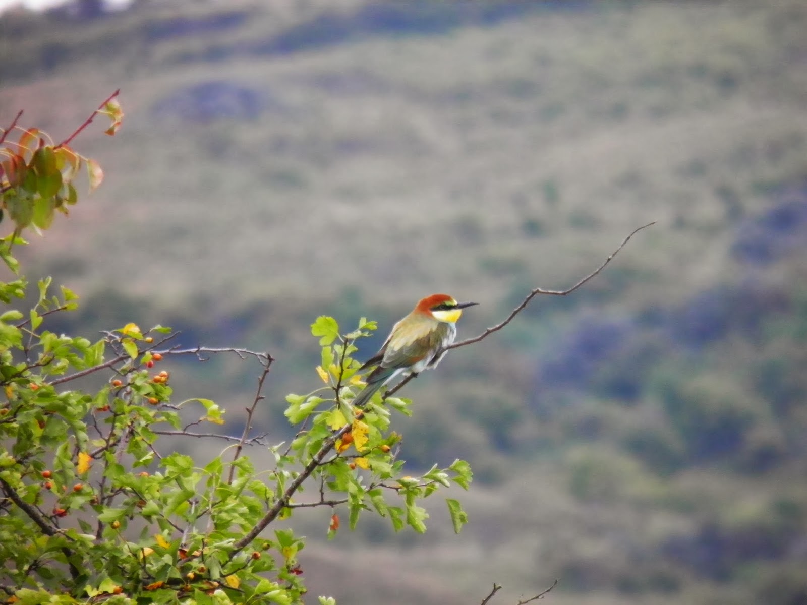 PASARI DIN ROMANIA: PRIGORIE, Merops apiaster