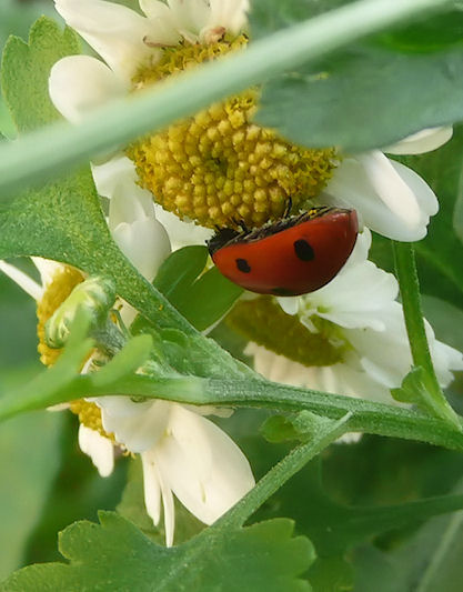 ...COQUELICOTS, COQUILLAGES...et BELLES PAGES !: Les coccinelles posent ...