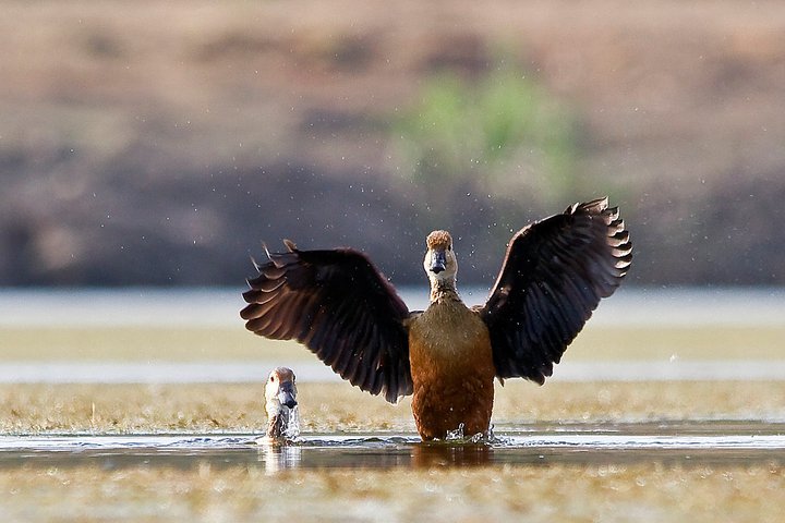 Floating Hide Photography: My first attempt with Floating Hide Photography