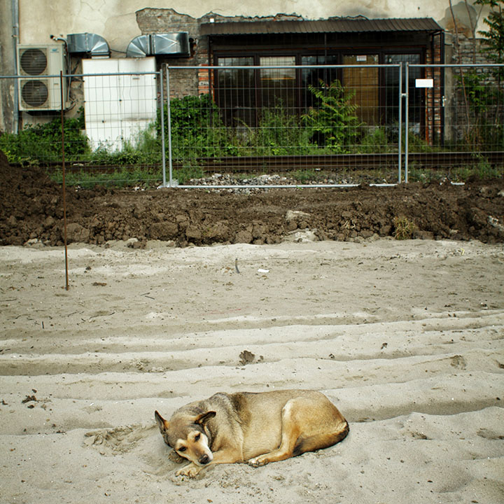 Pound Dogs Toronto Animal Services - dog adoption - animal shelter