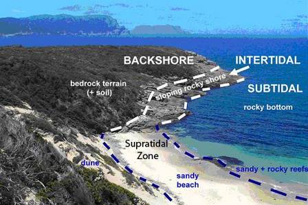 Zona Supratidal Sebagai Lingkungan Pengendapan Batuan Karbonat - JURNAL KU