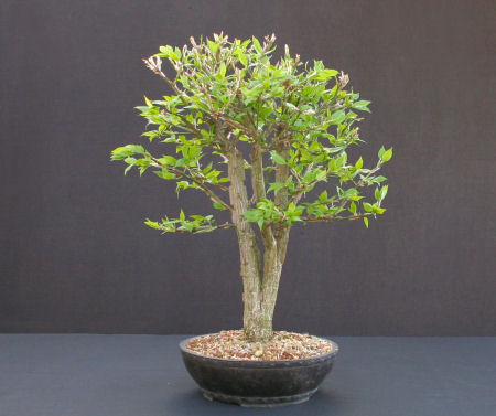 Simple Beginner Bonsai Trees Tips. | The Ancient Art of Bonsai