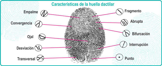 Dactiloscopia: DACTILOSCOPIA