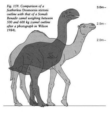 AGATHAUMAS: Ricostruire _Titanis horrificus squamatus_ (scherzo della ...