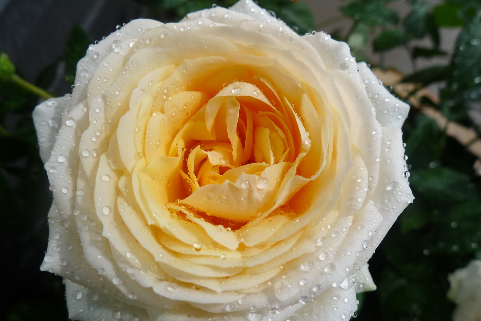 Dalkullans Trädgård: En gul ros