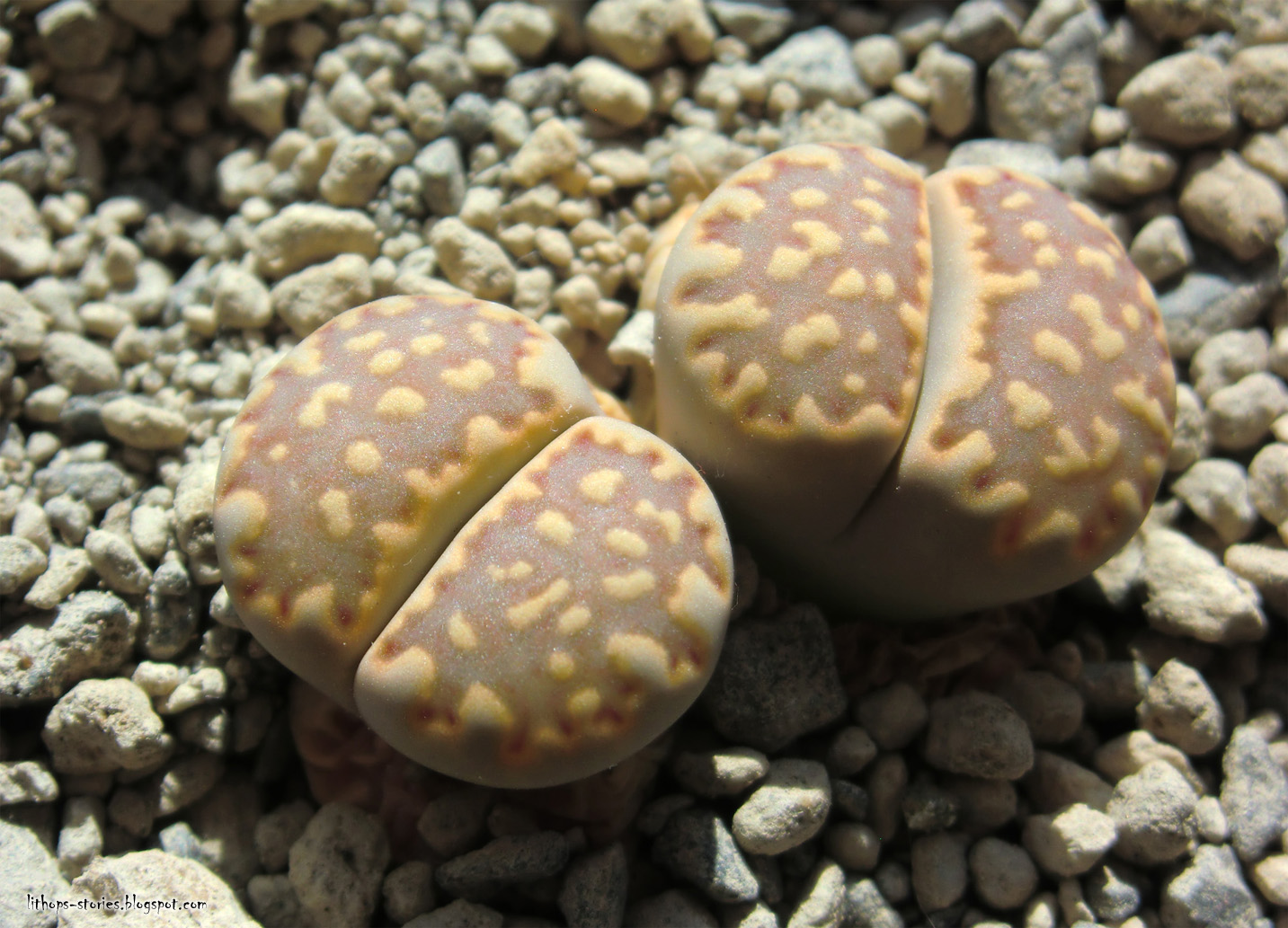 Lithops Stories: Lithops plant size: Part 3 (18 pics)