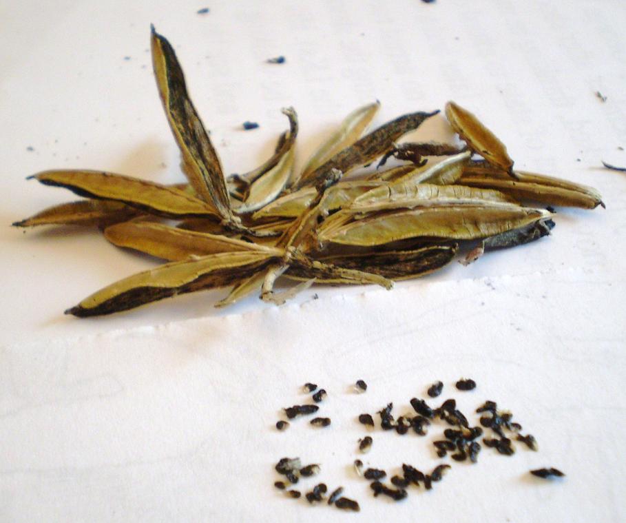 Green Jean: hosta seed