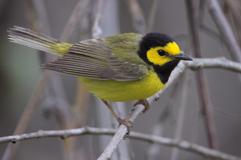 Beak of the Week - Hooded Warbler