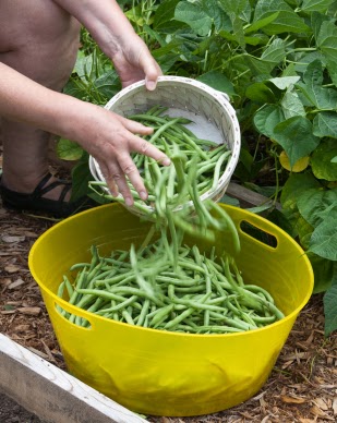 Vegetable Gardening with Mike the Gardener: How to Grow Bush Beans