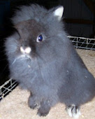 Regina's Rabbit Habit