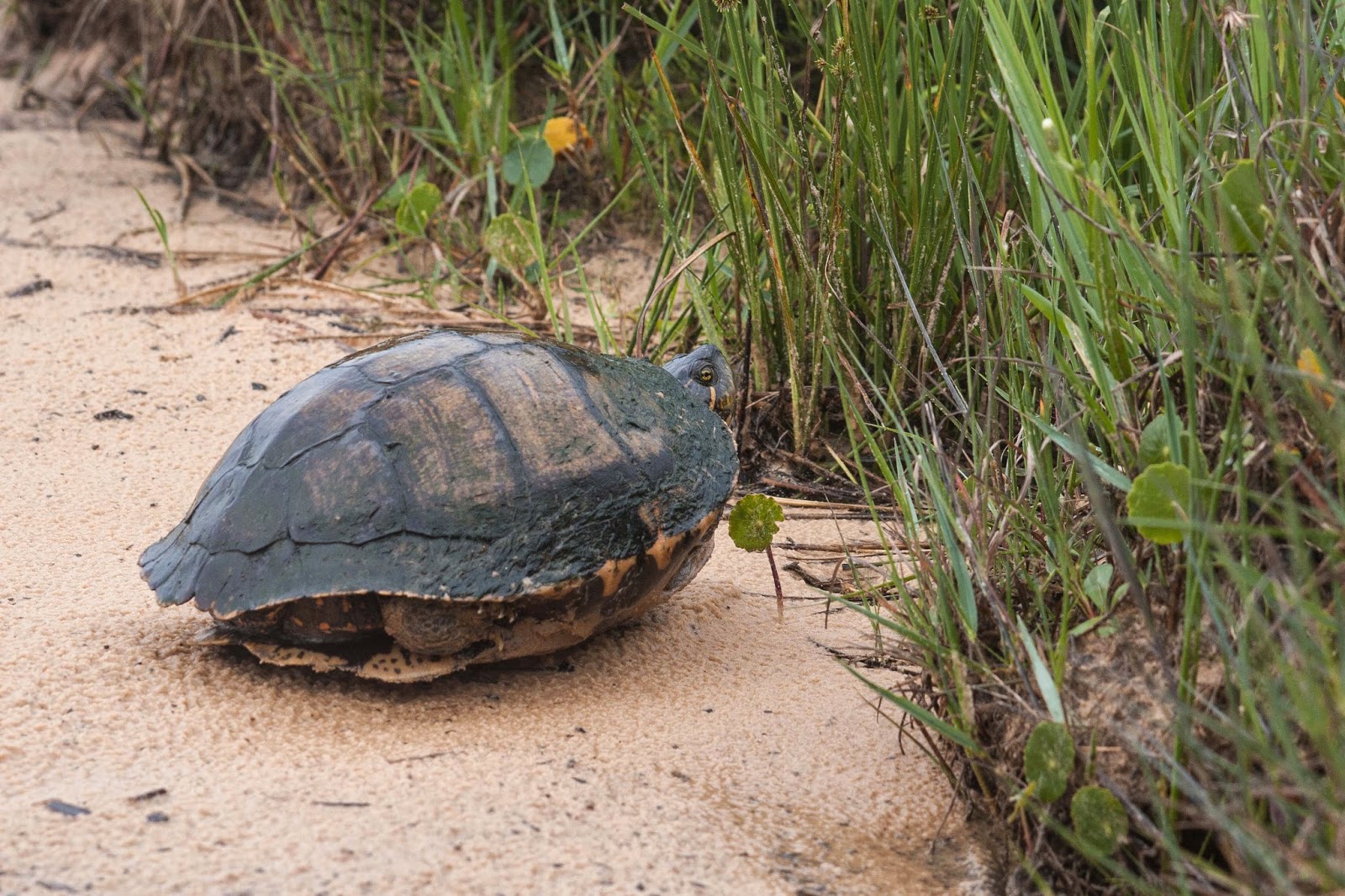 Fauna Brasileira: cágado