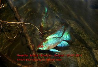 Angelfish: Electric Blue Ram - long fin! 3 m old male