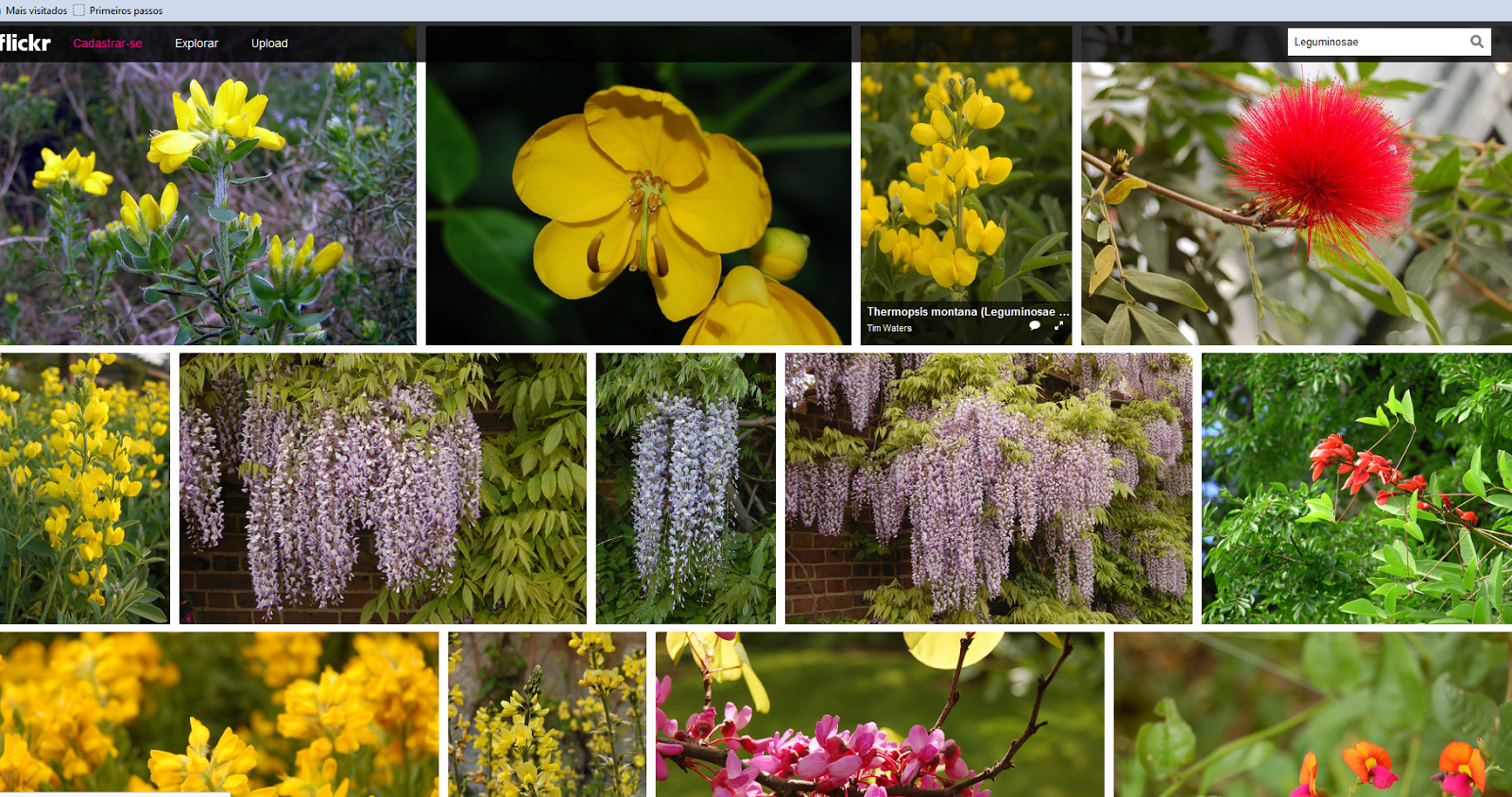 Fabaceae - Leguminosae no Brasil: Leguminosae - Fabaceae