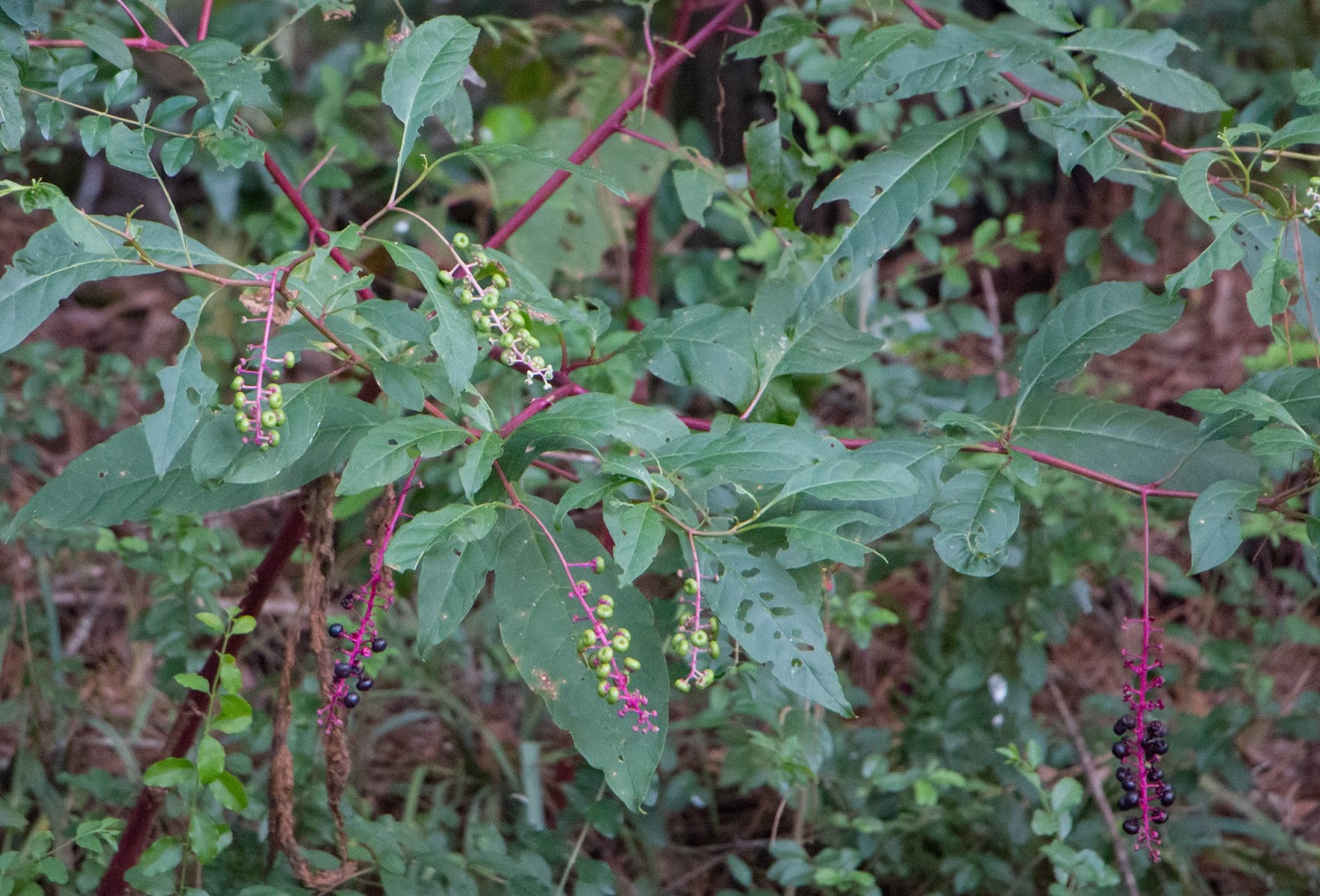 A Breath of Nature: Pokeberry
