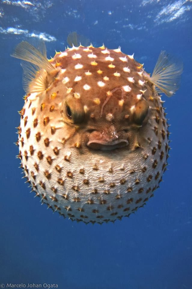 Le top 11 des poissons qui foutent les boules | Scientific Park