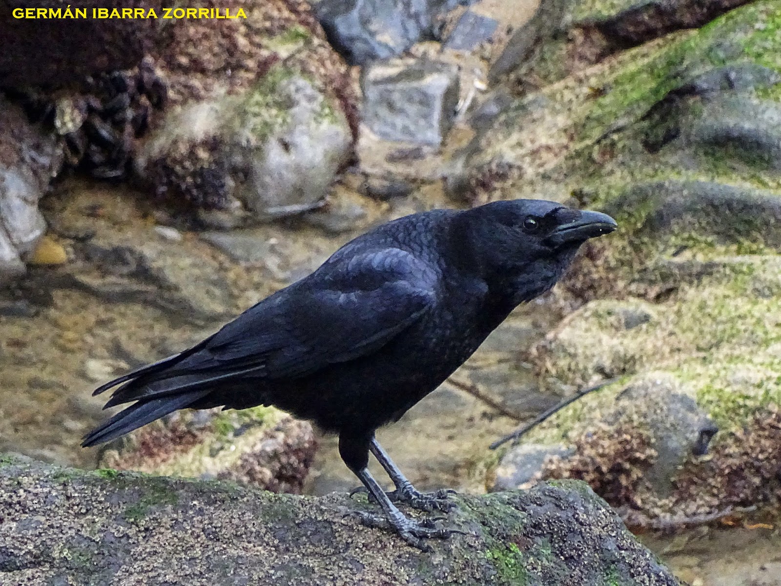 FAUNA COMPACTA el blog de Germán Ibarra Zorrilla: Corneja negra (Corvus ...