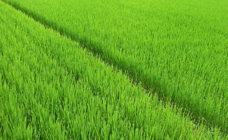 KILIMO BORA CHA MPUNGA - TANZANIA NA KILIMO