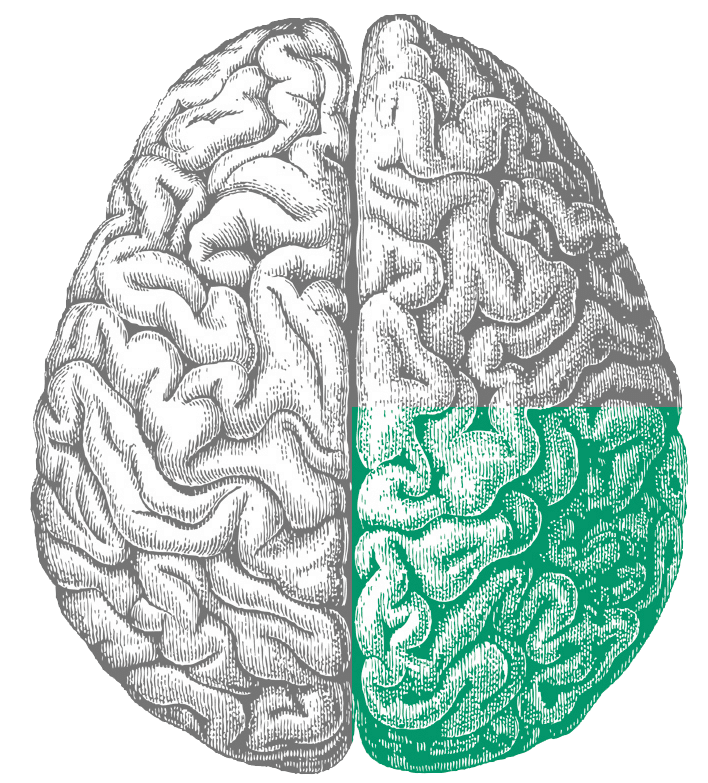 Blue Eyes: Los 4 cuadrantes cerebrales de Ned Herrmann