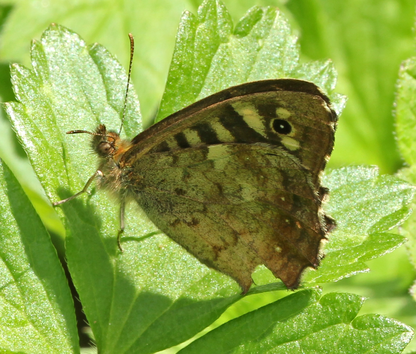 R&R.Natuurlijk: 3 juli: Oeverlanden Amstelveense Poel: zonnedauw en ...