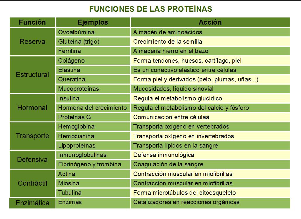 SESIÓN N° 12: PROTEÍNAS ~ APRENDAMOS A CONOCER NUESTRO MUNDO