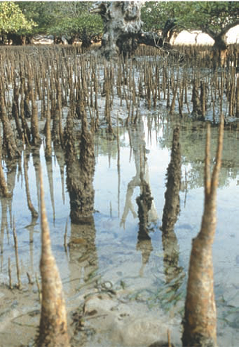 BIOLOGINYA BANUA: TIGA ORGAN DASAR TUMBUHAN: AKAR, BATANG, DAN DAUN