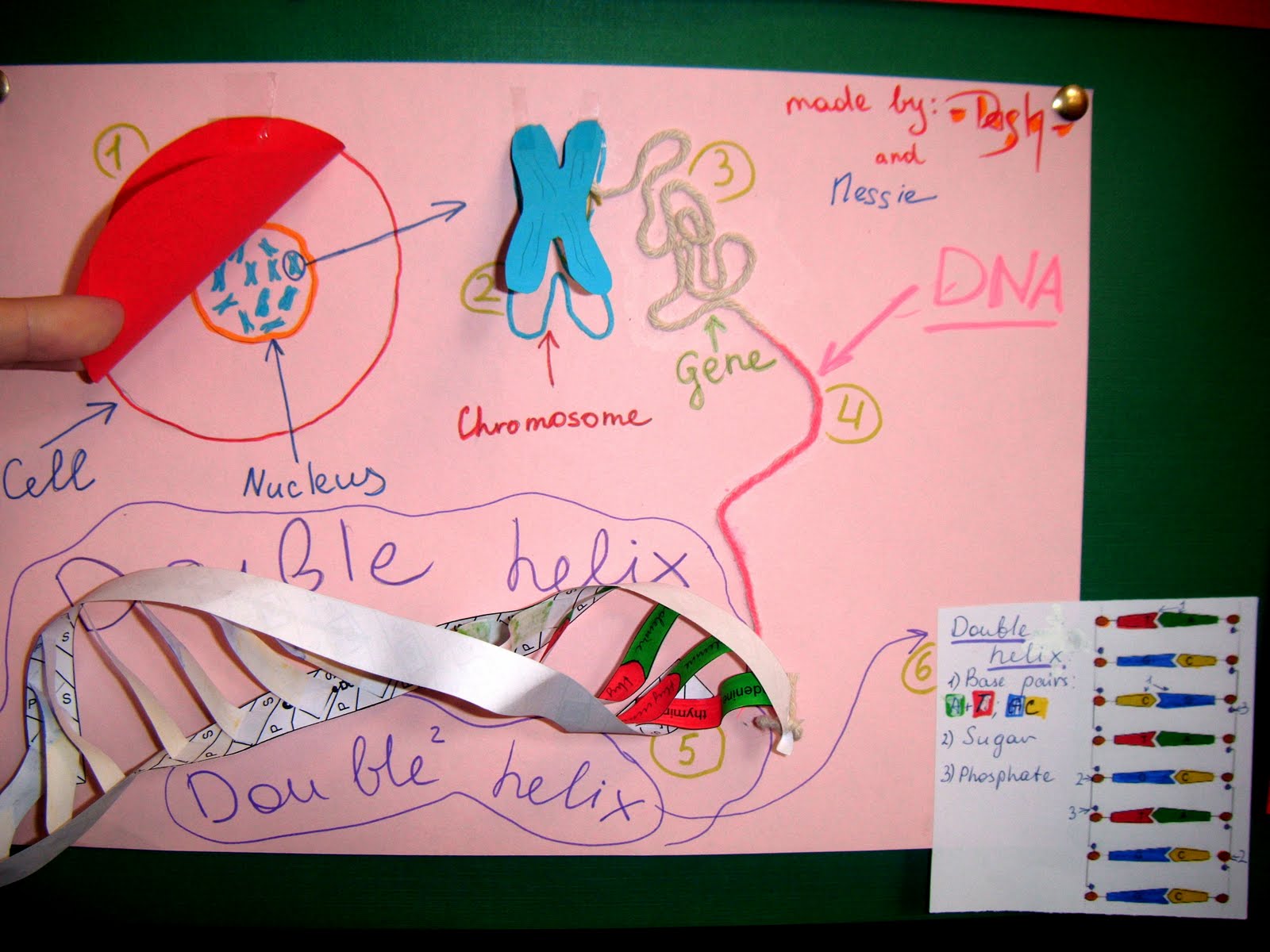 Genetics Super Posters!