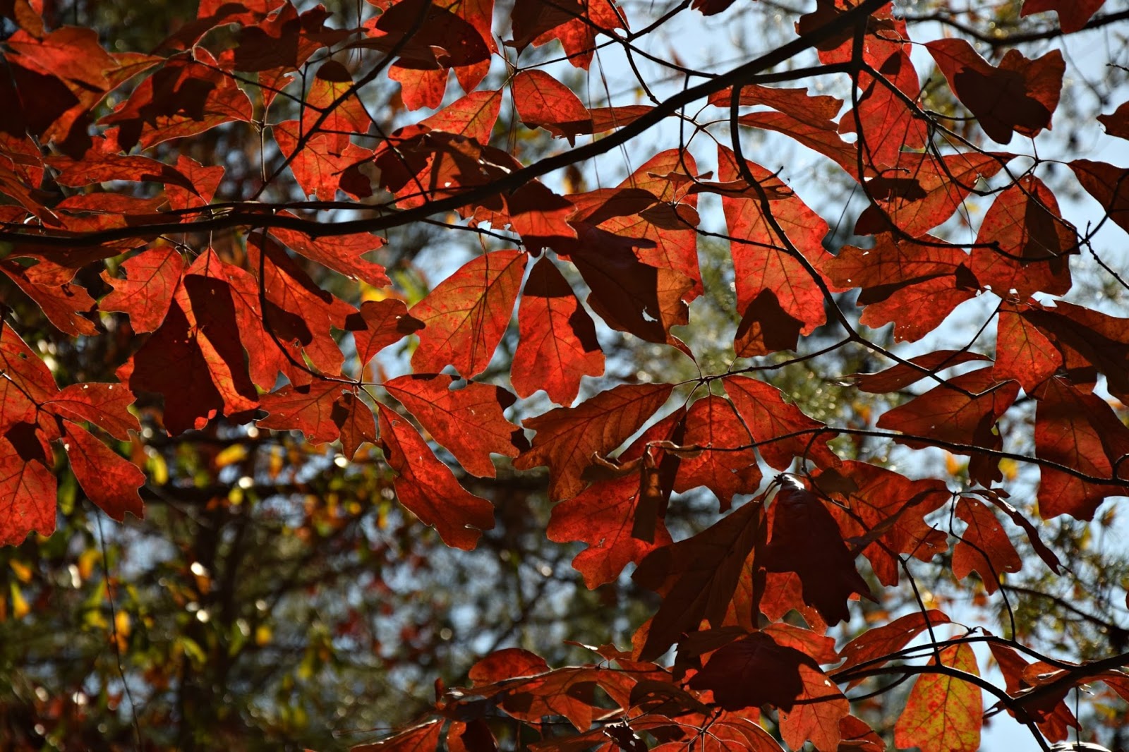 Using Georgia Native Plants: In My Own Backyard