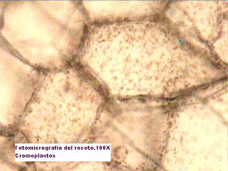 Botánica general: Cromoplastos