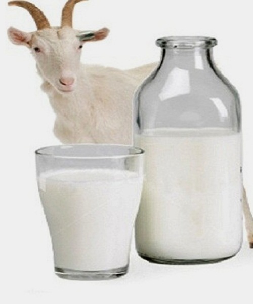 6 Khasiat Minum Susu Kambing - Sentosa Alami