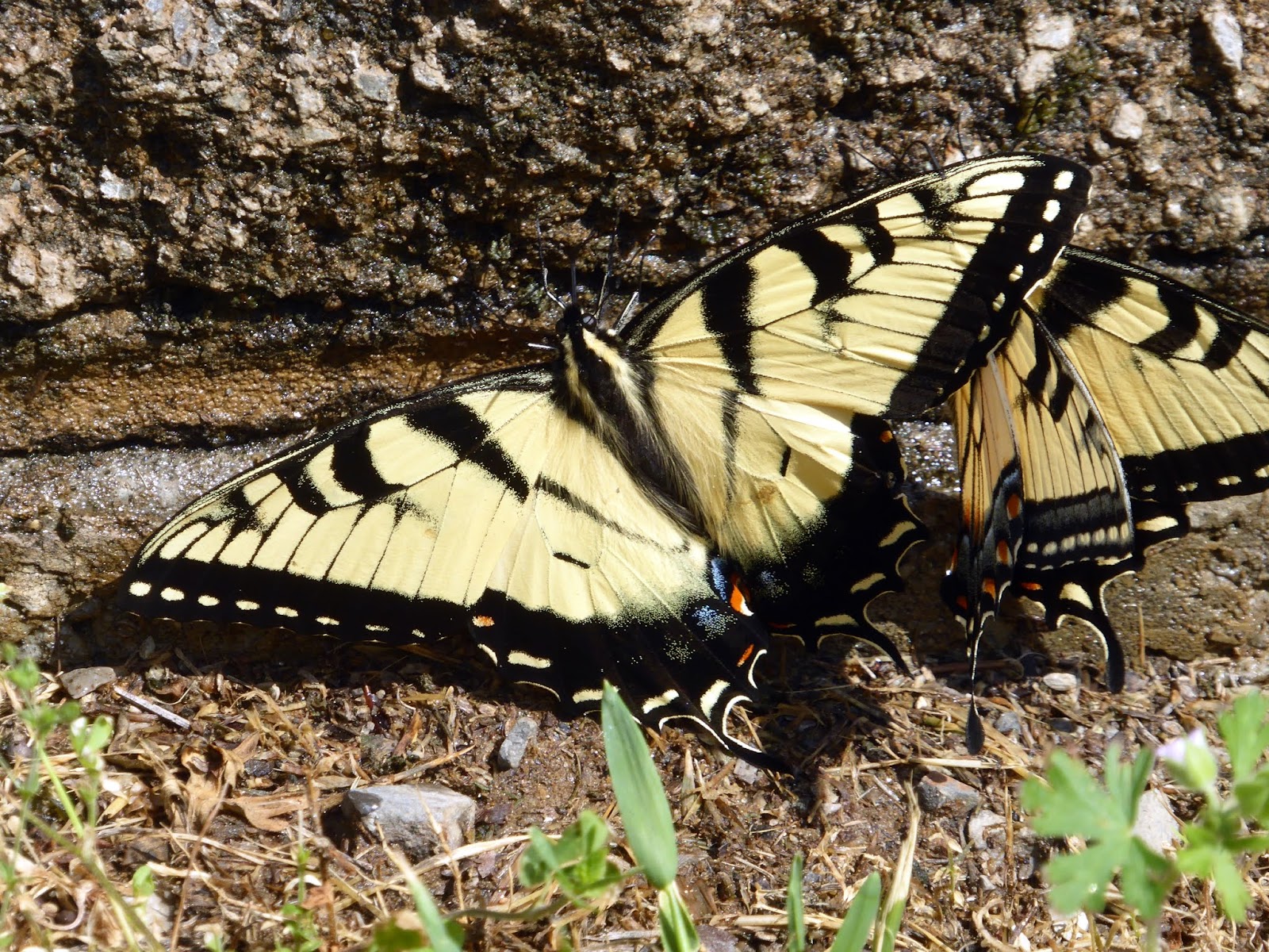 Trekking with the Bs: Georgia on our minds