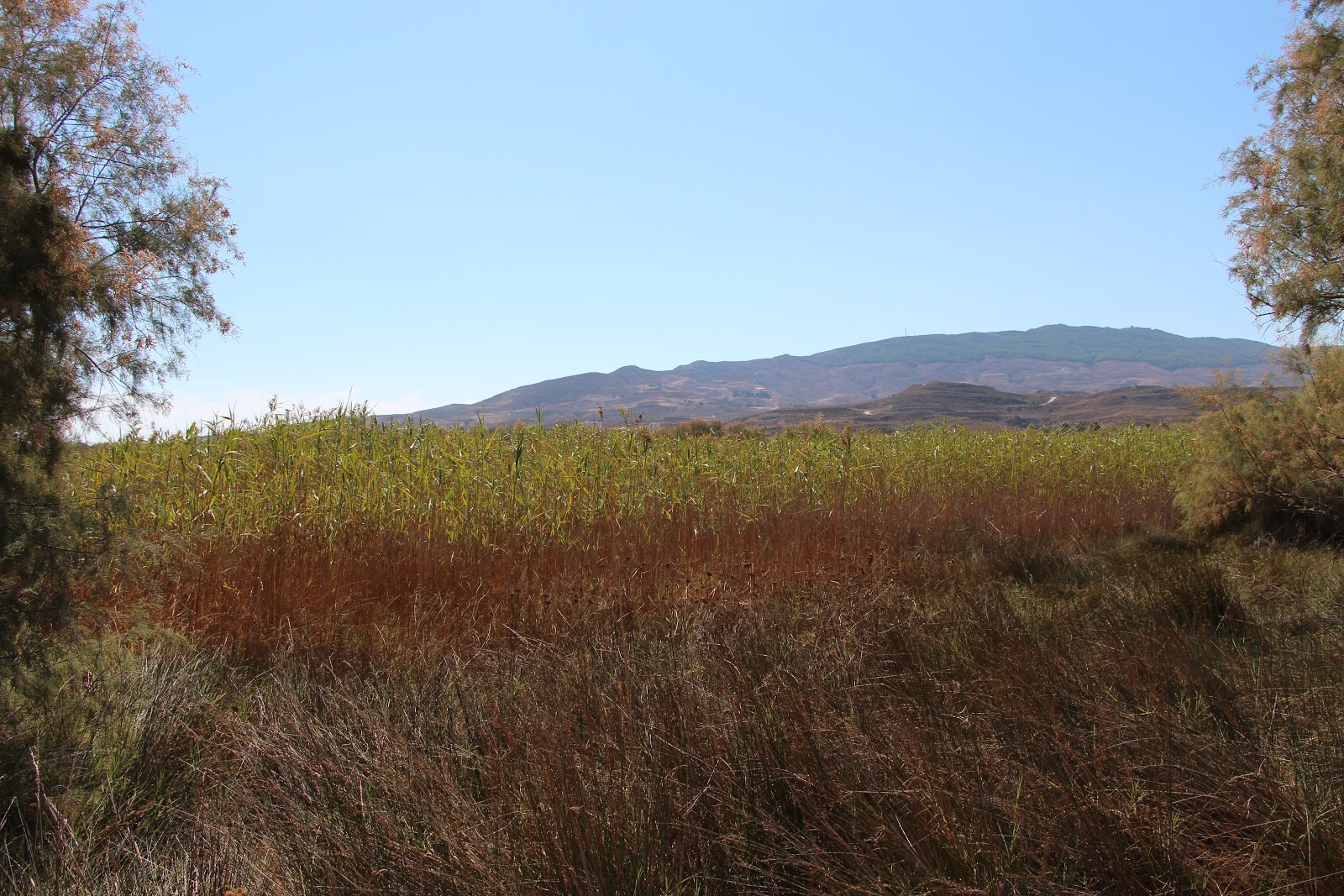Bird watching in Kos |Discovering Kos and the surrounding islands