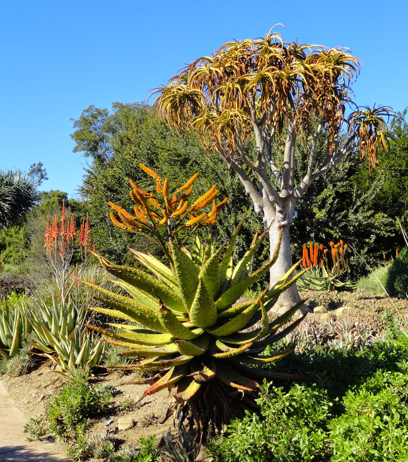 danger garden: A visit to the Los Angeles County Arboretum and Botanic ...