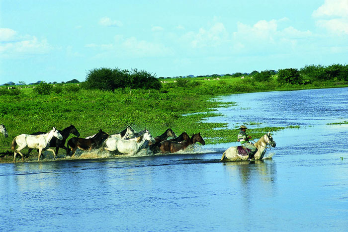 Los Llanos Venezolanos