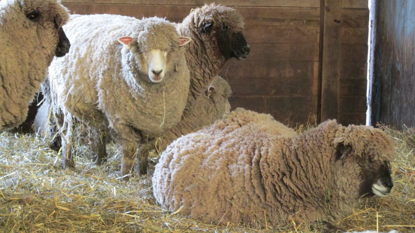 My Wool Mitten at Serenity Farms ~ a small sheep farm in the middle of ...