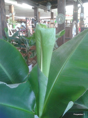 La senda del genio del lugar: CENIZO, PALO CENIZO ( Leucophyllum ...