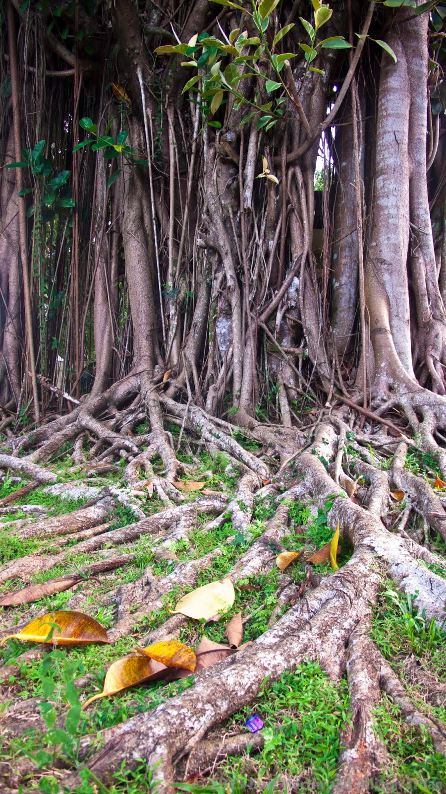 Tree Travels: Los Banos, Philippines